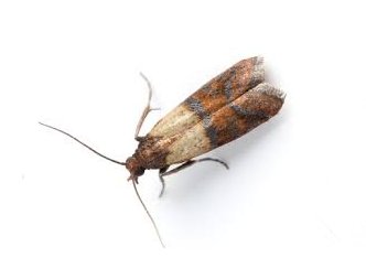 Stored Product Pests